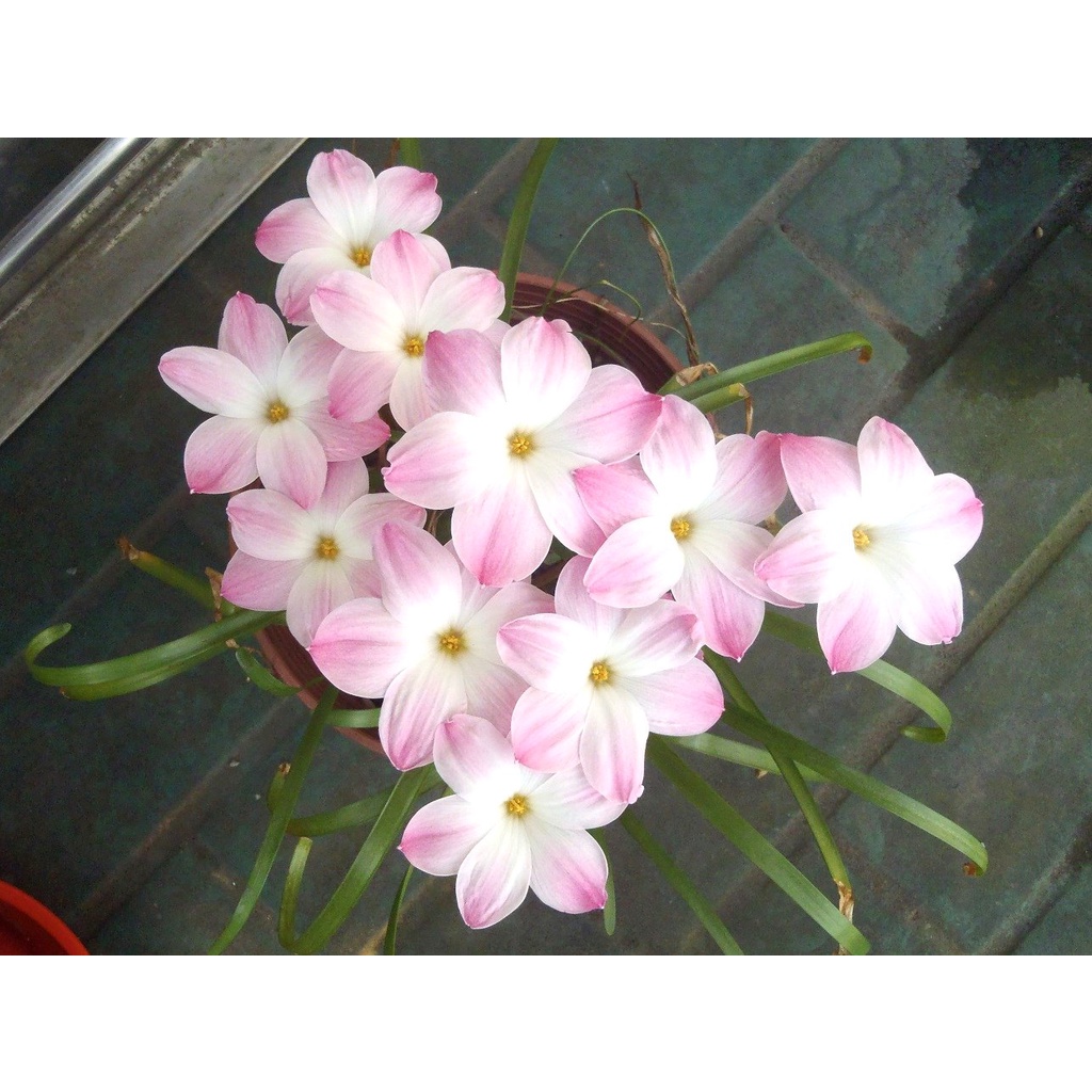 風雨蘭 莉莉派 Lily Pies 球根 (110元/5球) | 蝦皮購物