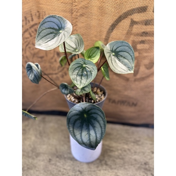 「蕨醒之路」大西瓜 西瓜皮椒草Peperomia sandersii 觀葉植物 網紅植物 | 蝦皮購物