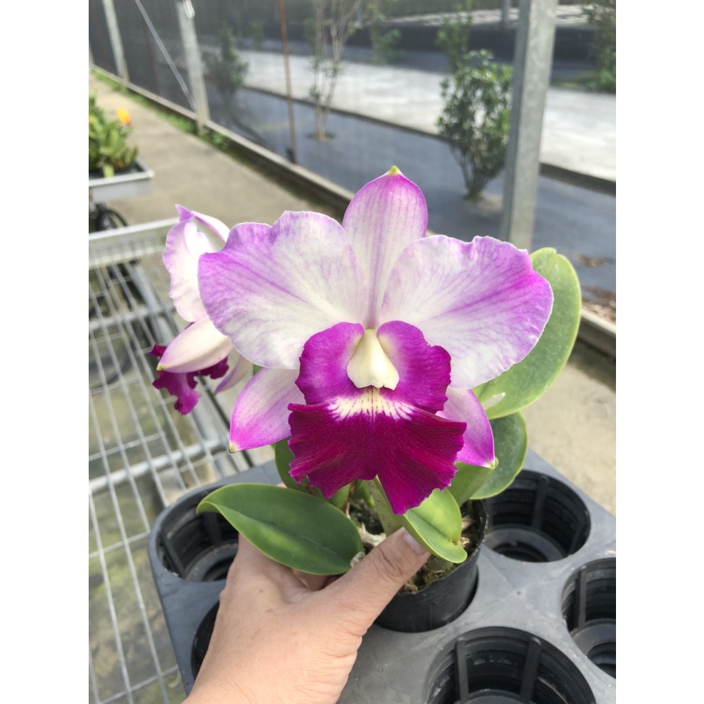 【418 小老闆】嘉德麗雅蘭Blc.Ho Hsing walker | 蝦皮購物