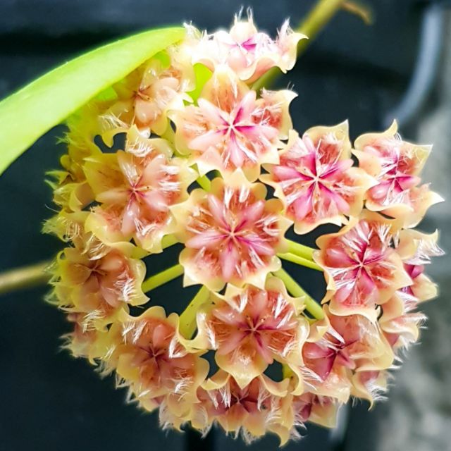 滿額免運 毬蘭 棉德島‧粉紅 Hoya mindorensis pink | 蝦皮購物