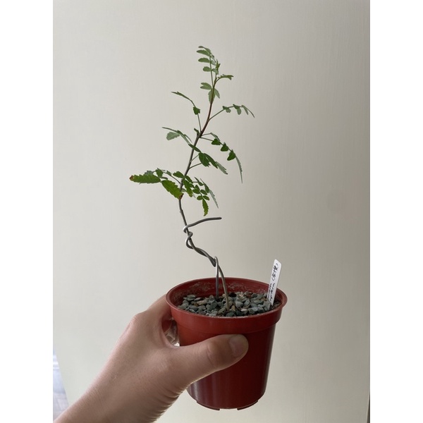 Bursera aptera 實生株 | 蝦皮購物