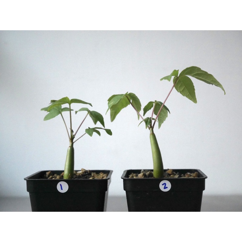 台北塊根｜Commiphora unilobata 有你沒藥 實生 | 蝦皮購物