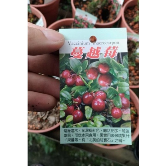 ***小農之家***優質種苗「 蔓越莓 Manberry」 8吋盆 高約10cm 種半年可結果 | 蝦皮購物