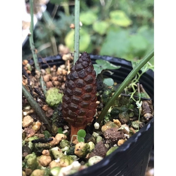 Zamia pygmaea 侏儒澤米 鳳尾蕉 蘇鐵 霸王屬 澤米 塊根 塊莖 | 蝦皮購物