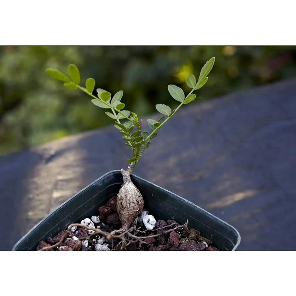 【塊根英雄】阿特瑞裂欖/Bursera aptera/橄欖科裂欖屬/塊根植物 | 蝦皮購物