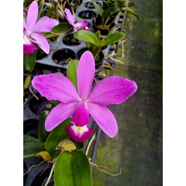 售 原種嘉德 C. violacea x sib 售植株 花帶香味 | 蝦皮購物