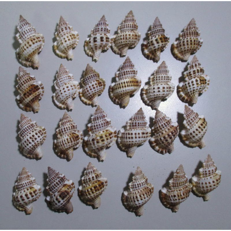 【阿草雜貨舖】-＊美珠翼法螺 Gyrineum natator 寄居蟹換殼＊- 殼口約0.5～1公分 產地：越南 | 蝦皮購物