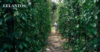 LELANTOS 17號秘溪竹林複方精油 義大利精品香氛 精油 | 蝦皮購物