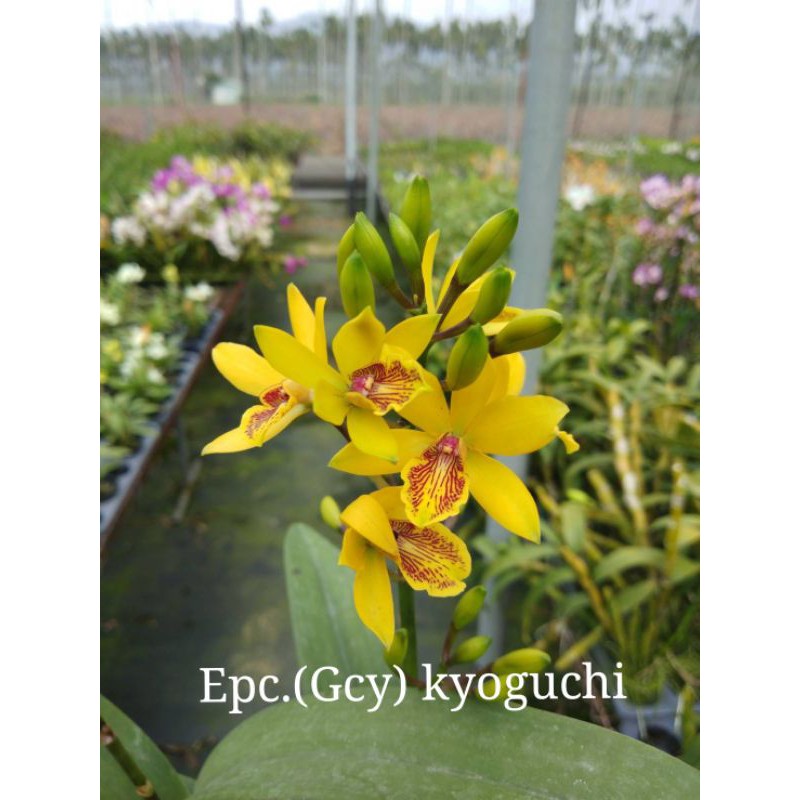 上賓蘭園 Epc.(Gcy) kyoguchi花期長又香 | 蝦皮購物