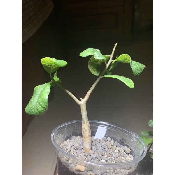 Commiphora rostrata 榮森塔沒藥 葉片極香 乳香 橄欖 塊根植物 珍稀植物 象牙宮象足漆樹可參考 | 蝦皮購物