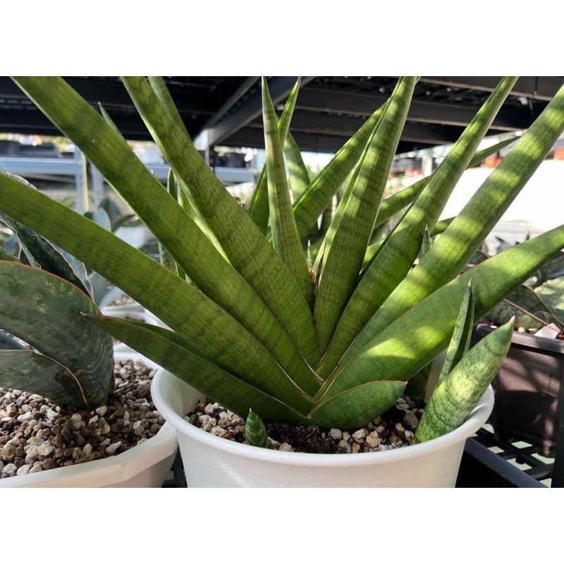 多肉植物虎尾蘭 淨化空氣 《學名：S.Marsha Anjani var.》 《中文：瑪莎》 | 蝦皮購物