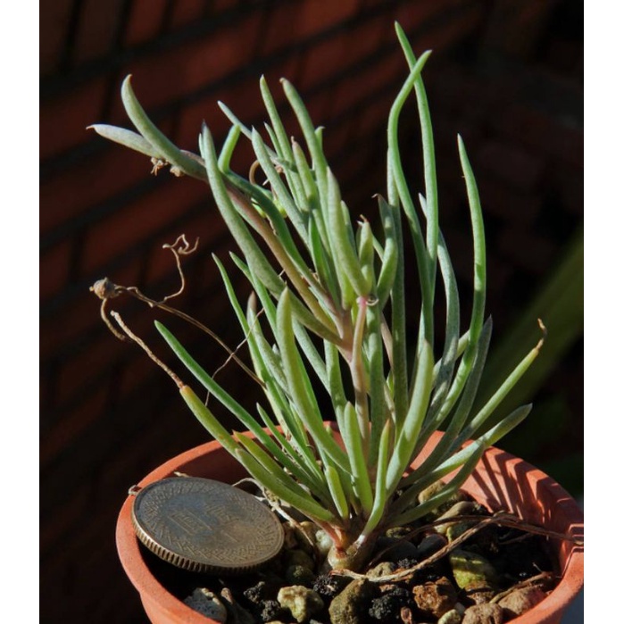 菊科～Othonna protecta 松立閣厚敦菊，扦插苗 | 蝦皮購物