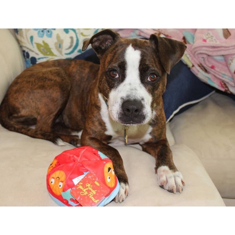 bone_toys🦴bark大碗公檸檬酒 發聲玩具 狗狗玩具吧 陪伴玩具 barkbox | 蝦皮購物