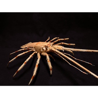 蟹皮人speciann_和具鈍龍蝦(Palinustus waguensis) 螃蟹標本、海膽標本、貝殼標本 | 蝦皮購物