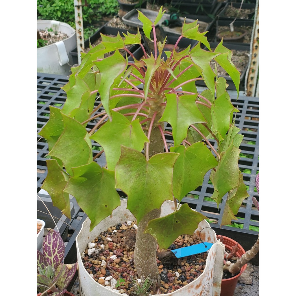 【麒麟坊】【菊科 塊根莖】掃帚樹 Senecio praecox | 蝦皮購物