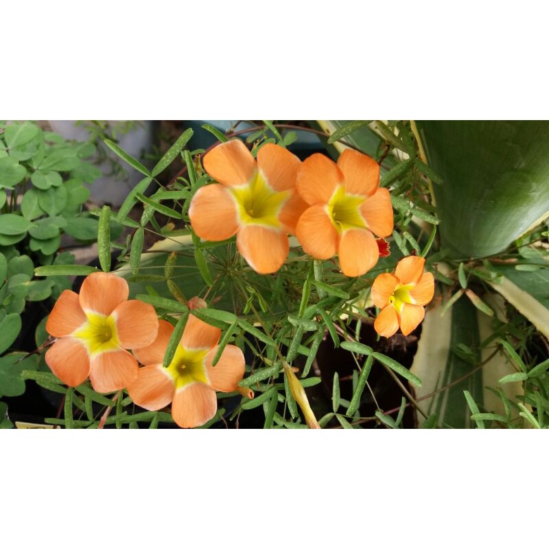 酢漿草 Oxalis Shining Orange閃光橙 | 蝦皮購物