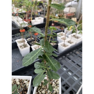Commiphora simplicifolia 馬島特有之沒葯 | 蝦皮購物
