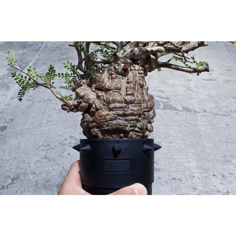 BOTANIZE PLA POT STUDS & SPIKE 龐克鉚釘 限定膠盆 象足漆樹 象牙宮 | 蝦皮購物