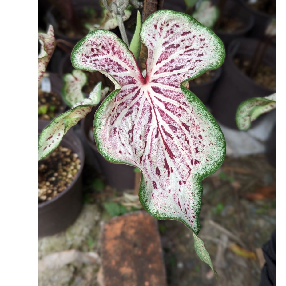 開心農元-觀葉植物- 白日夢 彩葉芋 Caladium day dreamer 熱門 網紅 文青必備 雨林植物 | 蝦皮購物