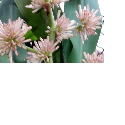 HP Stereo USB Headset G2 428K6AA立體聲USB耳機 | 蝦皮購物