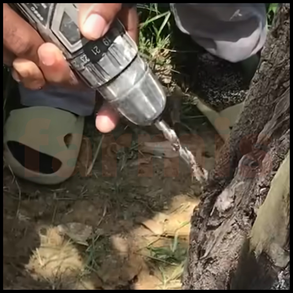 Chemjet 樹幹注射器 Chemjet Tree Trunk Injection(磷酸) | 蝦皮購物