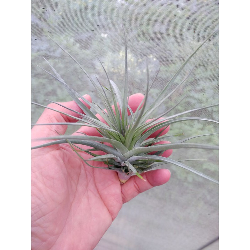 綠房子空氣鳳梨 彩虹多國花 stricta iridescent | 蝦皮購物