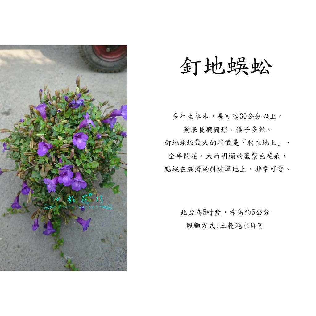 心栽花坊-釘地蜈蚣/鋪地蜈蚣/倒地蜈蚣/5吋/香料植物/特價150 | 蝦皮購物