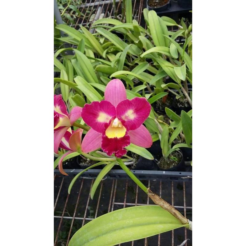 大眾蘭園 Slc.Chaveenum Beauty × Pot.Appha Plas Gold 小彩虹 | 蝦皮購物