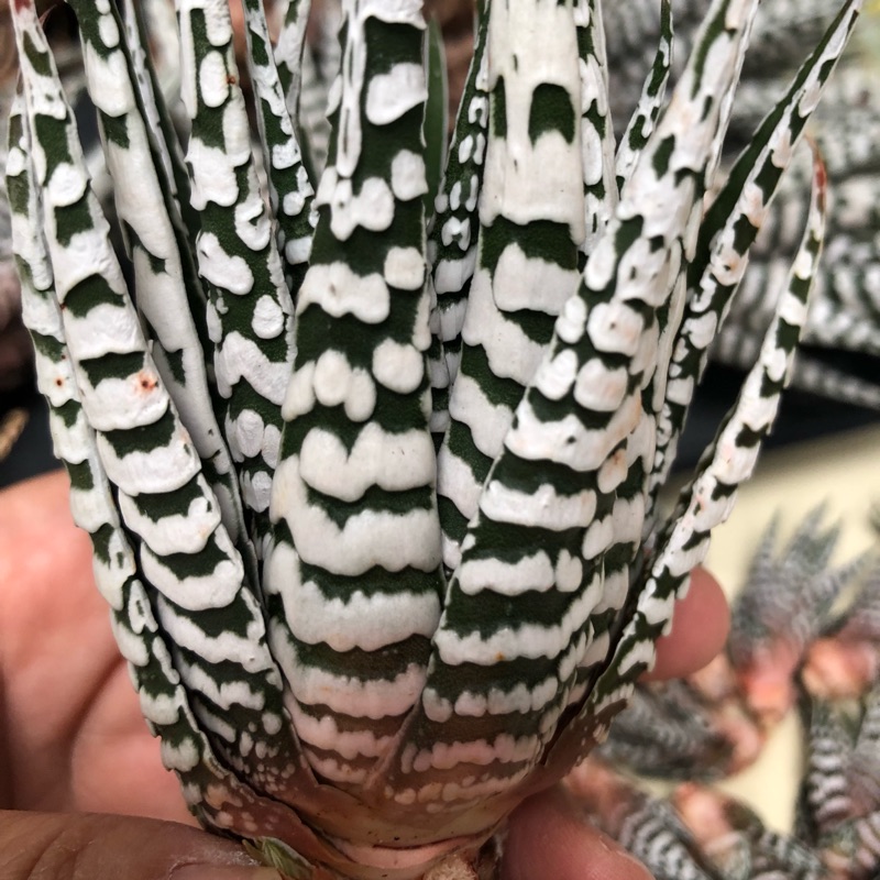 超級斑馬 Haworthia fasciata cv. "Super zebra" | 蝦皮購物