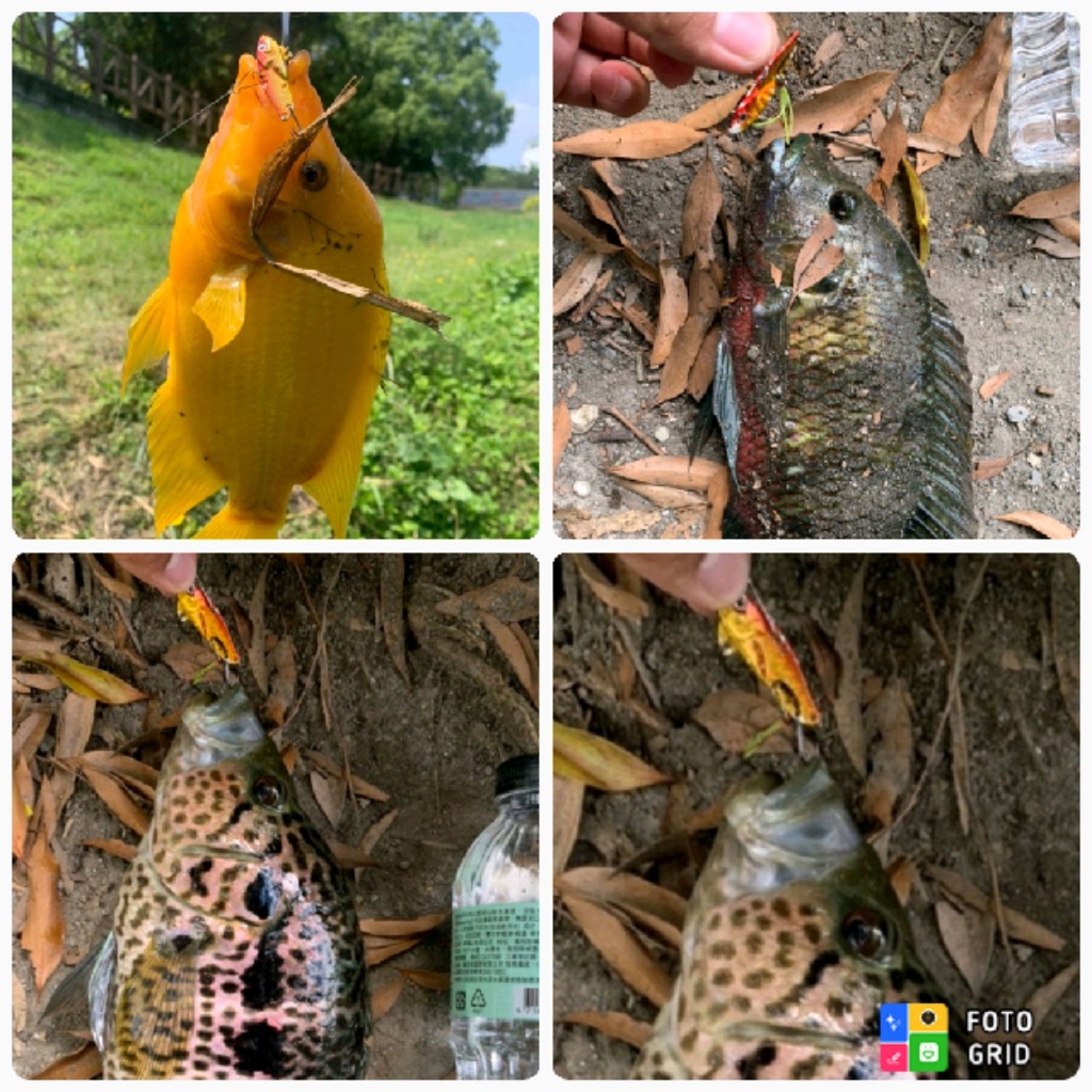 【LUZ路亞】【現貨】土撥鼠VIB 4.5g 迷你 雞爪鉤 微物 遠投 路亞餌 假餌 根魚 魚 黑格 吳郭魚 鮕呆 亮片 | 蝦皮購物