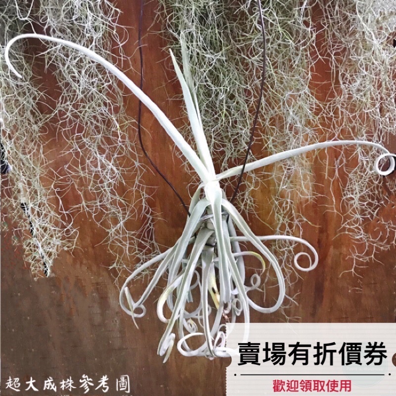 植藝-厚葉樹猴 厚實質感 T. duratii Thick Leaf 空氣鳳梨 空鳳 空氣草 鐵蘭花 觀葉植物 | 蝦皮購物