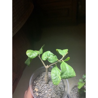 Commiphora rostrata 榮森塔沒藥 葉片極香 乳香 橄欖 塊根植物 珍稀植物 象牙宮象足漆樹可參考 | 蝦皮購物