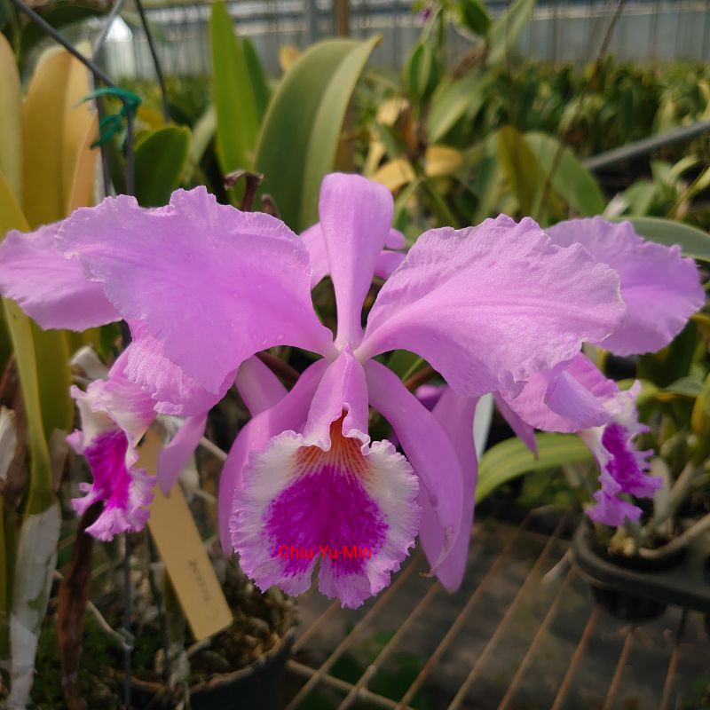 “墨西”Cattleya mossiae | 蝦皮購物