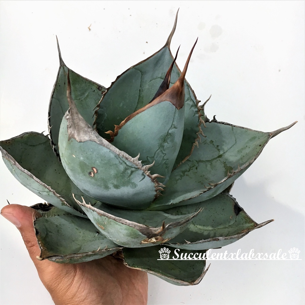 ♕succulentxlabxsale♕龍舌蘭 Agave titanota 'White Ice' (4) | 蝦皮購物