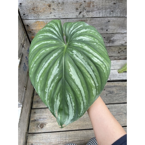 綠植田園 普洛x帕斯塔philodendron Plowmanii X Pastazanum 5寸盆 觀葉植物 蝦皮購物