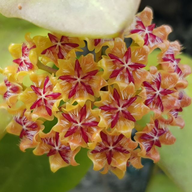 毬蘭 Hoya mindorensis yellow (棉德島‧黃) | 蝦皮購物