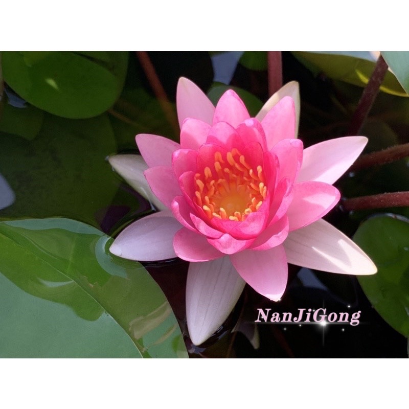 耐寒系睡蓮 誘惑 Nymphaea 'Attraction' 本圖為南極蓮園實景拍攝~非網路下載圖片 | 蝦皮購物