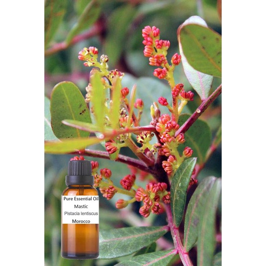 100% 薰陸香純精油Mastic-Pure Essential Oil | 蝦皮購物