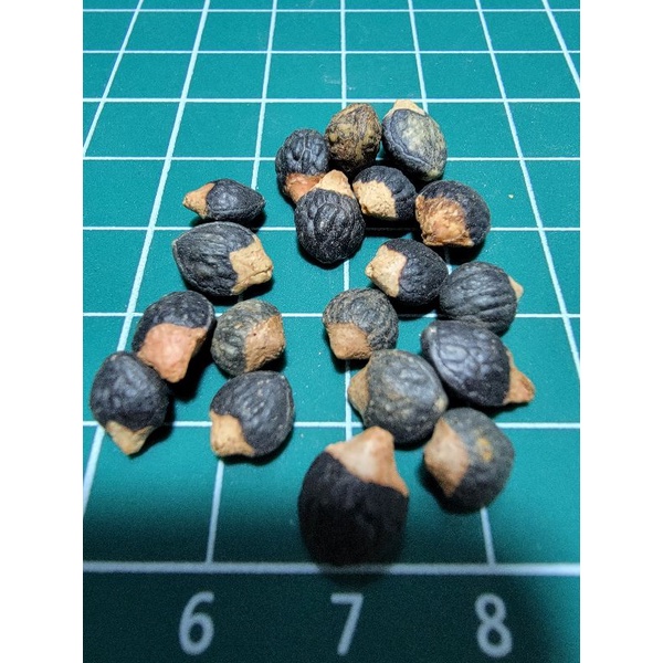 橄欖科 馬尚迪沒藥 Commiphora marchandii 種子 | 蝦皮購物