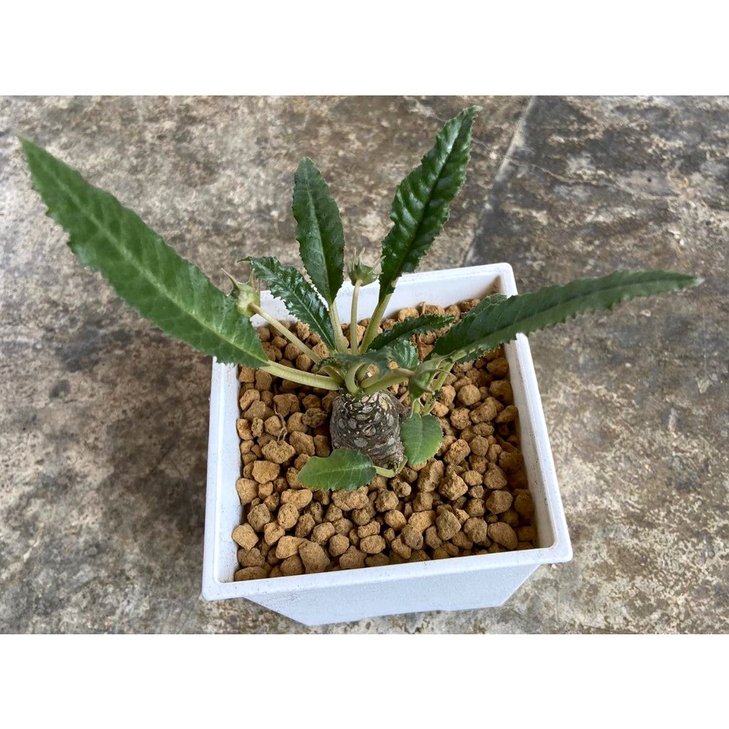 D89 霍武迪琉桑&椰子琉桑交種 塊根植物 4寸盆 多肉植物 琉桑 綠化 美化 觀賞植物 | 蝦皮購物