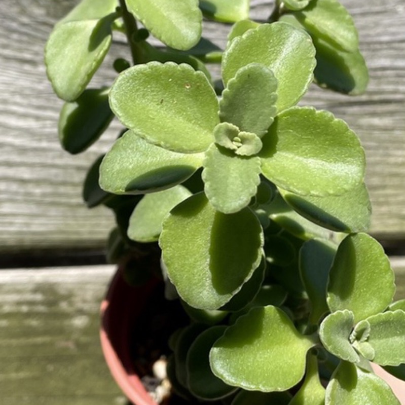 Plant Instinct｜丸葉左手香現剪頂芽枝條｜厚實小巧的葉片好療癒｜到手香 | 蝦皮購物