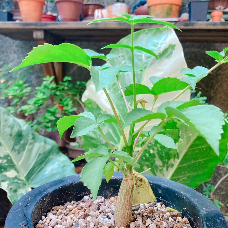 實生Commiphora unilobata有你沒藥，（裂欖乳香塊根 多肉植物 | 蝦皮購物