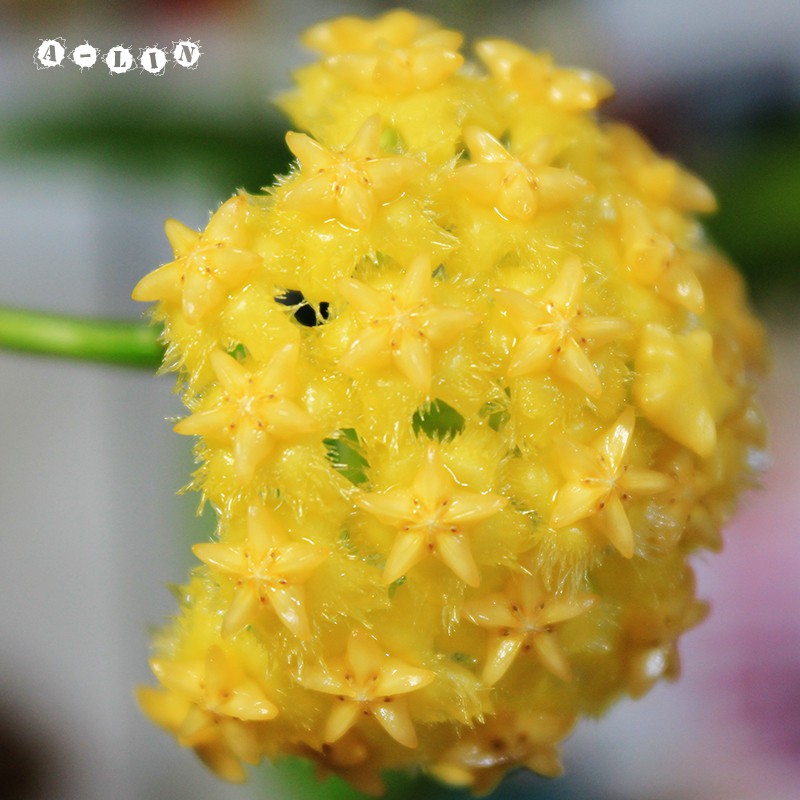 10%蝦幣回饋 指定店家免運 一物一拍 Hoya mindorensis lite yellow 美花 清香 毬蘭B區5 | 蝦皮購物