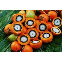 圖庫馬油 (VIRGIN TUCUMÃ OIL) | 蝦皮購物