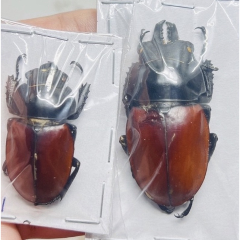 昆蟲標本 neolucanus nitidus maekajanensis 單公 | 蝦皮購物