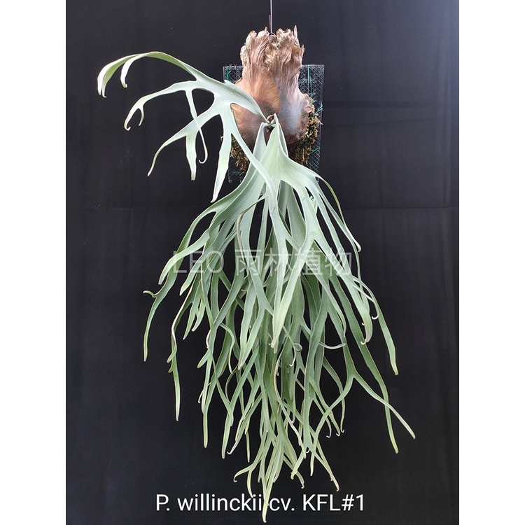 《LEO雨林植物》P. willinckii cv. KFL#1 鹿角蕨 | 蝦皮購物