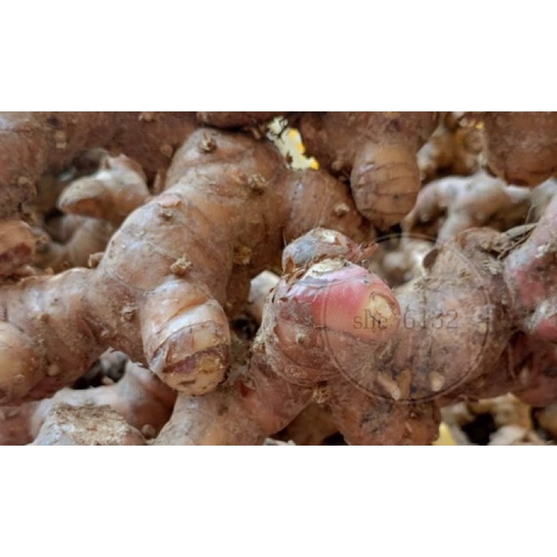 Fresh Lengkuas 南薑 香料 調味 | 蝦皮購物