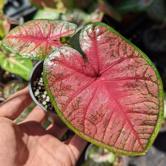 開心農元-觀葉植物- 輻射彩葉芋 彩葉芋 caladium radiance 熱門 網紅 文青必備 雨林植物 | 蝦皮購物