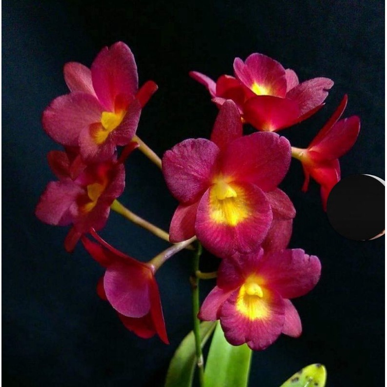 【蘭蕨雨林】Grt. Why Not，嘉德利亞蘭。 | 蝦皮購物