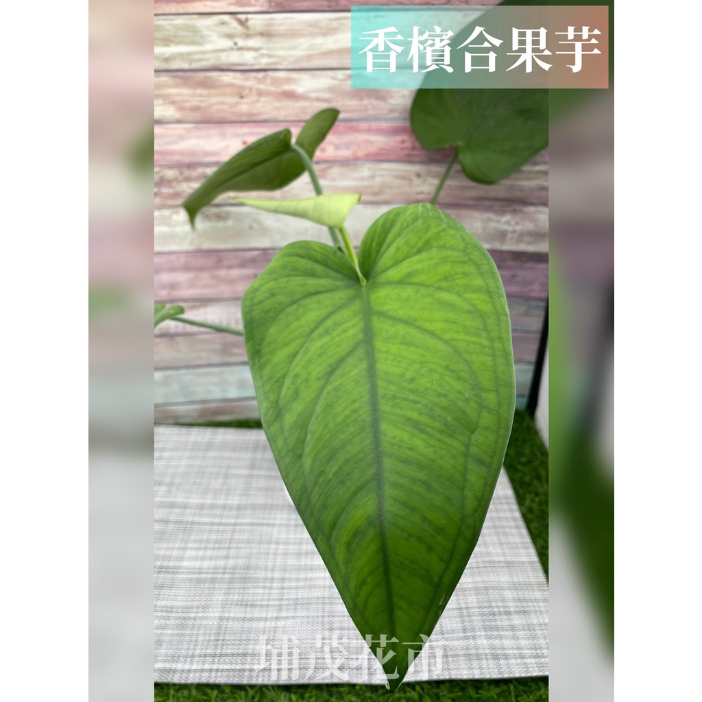 返祖 香檳合果芋 恰帕斯合果芋 Syngonium chiapense Matuda 觀葉植物 埔茂花市 | 蝦皮購物